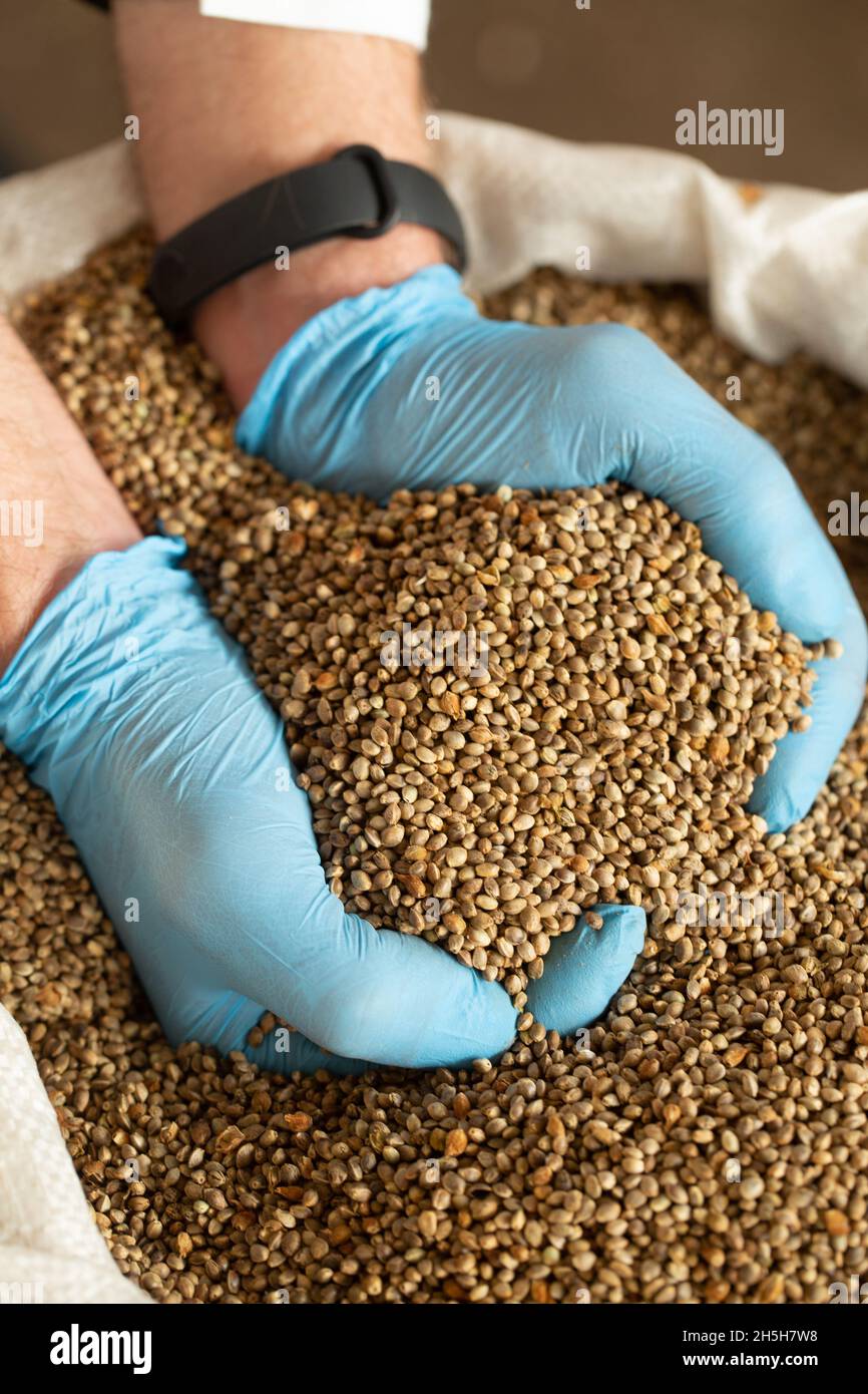 Male hands in rubber, blue gloves hold sativa hemp grains Stock Photo ...
