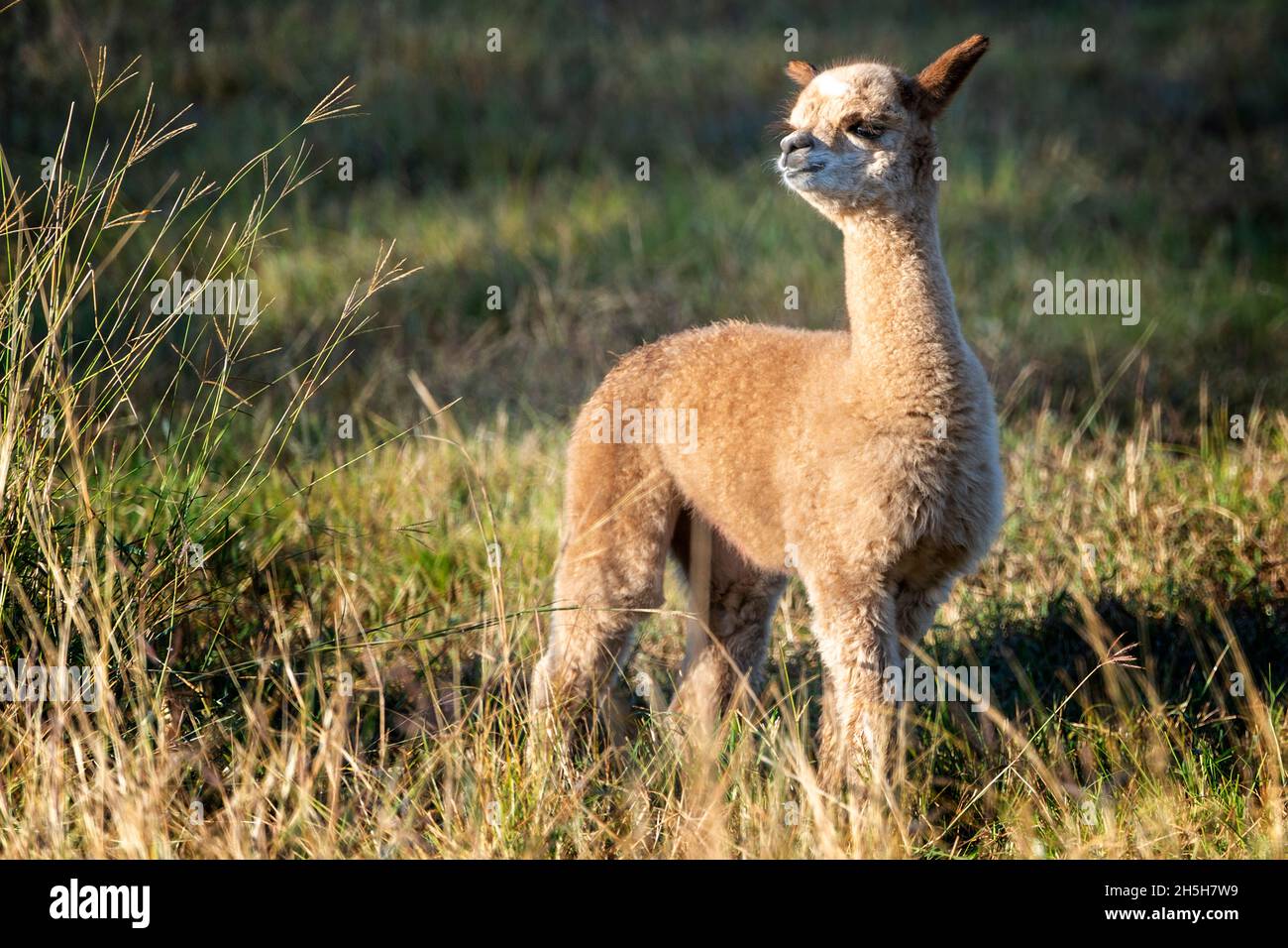 Baby alpaca hi-res stock photography and images - Alamy