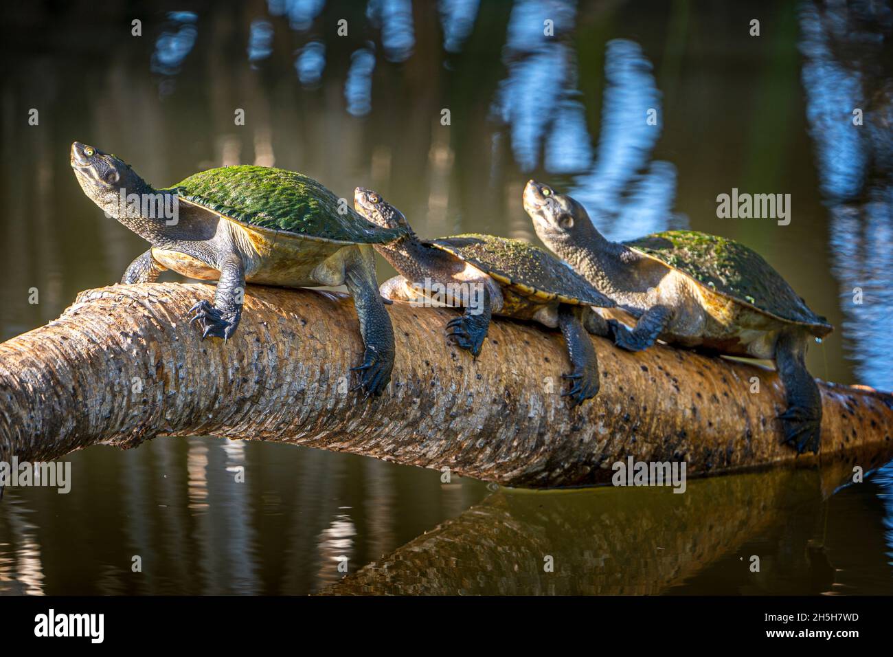 Three freshwater turtles sunning on pandanus trunk in waterhole. North ...