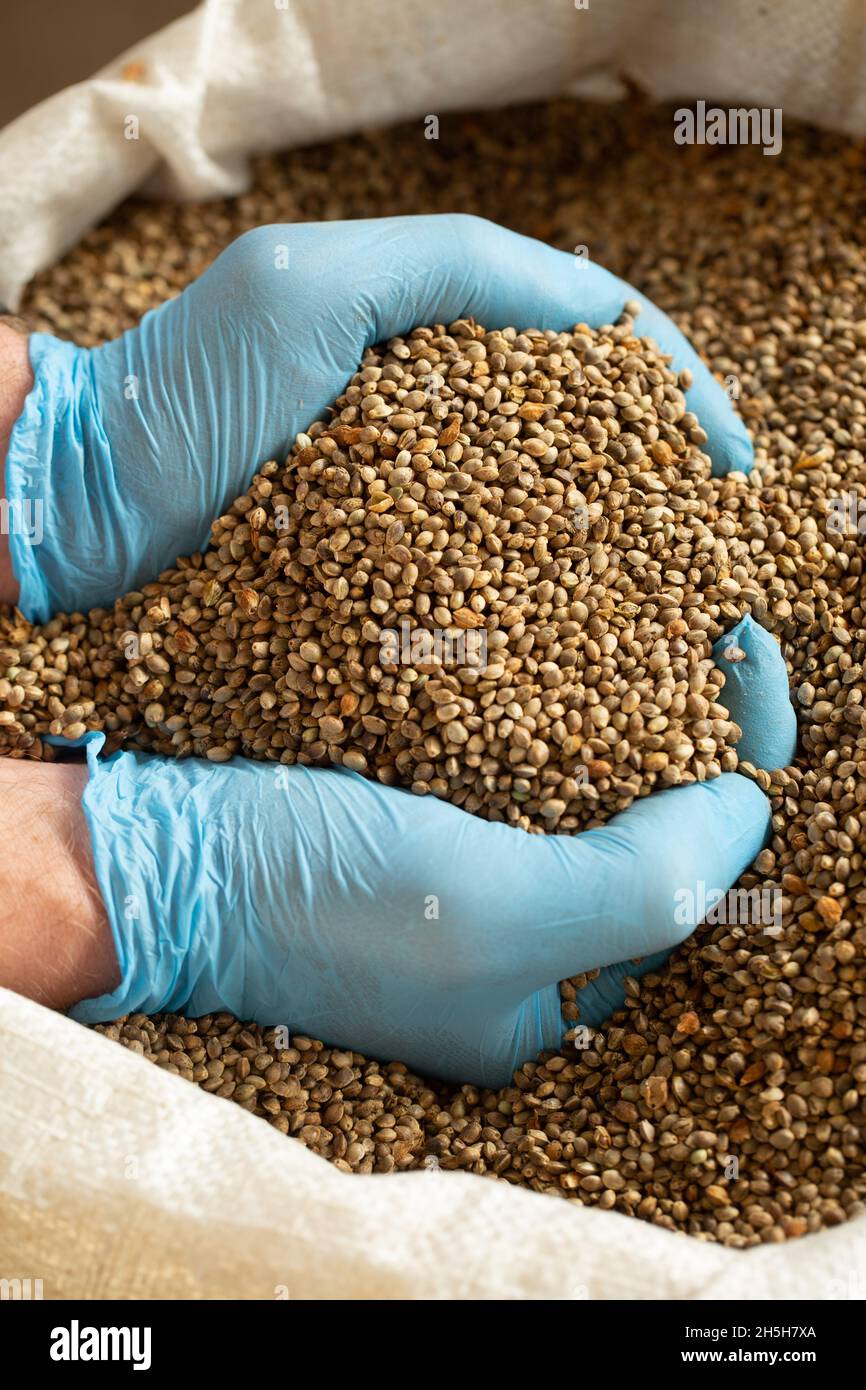 Male hands in rubber, blue gloves hold sativa hemp grains Stock Photo ...