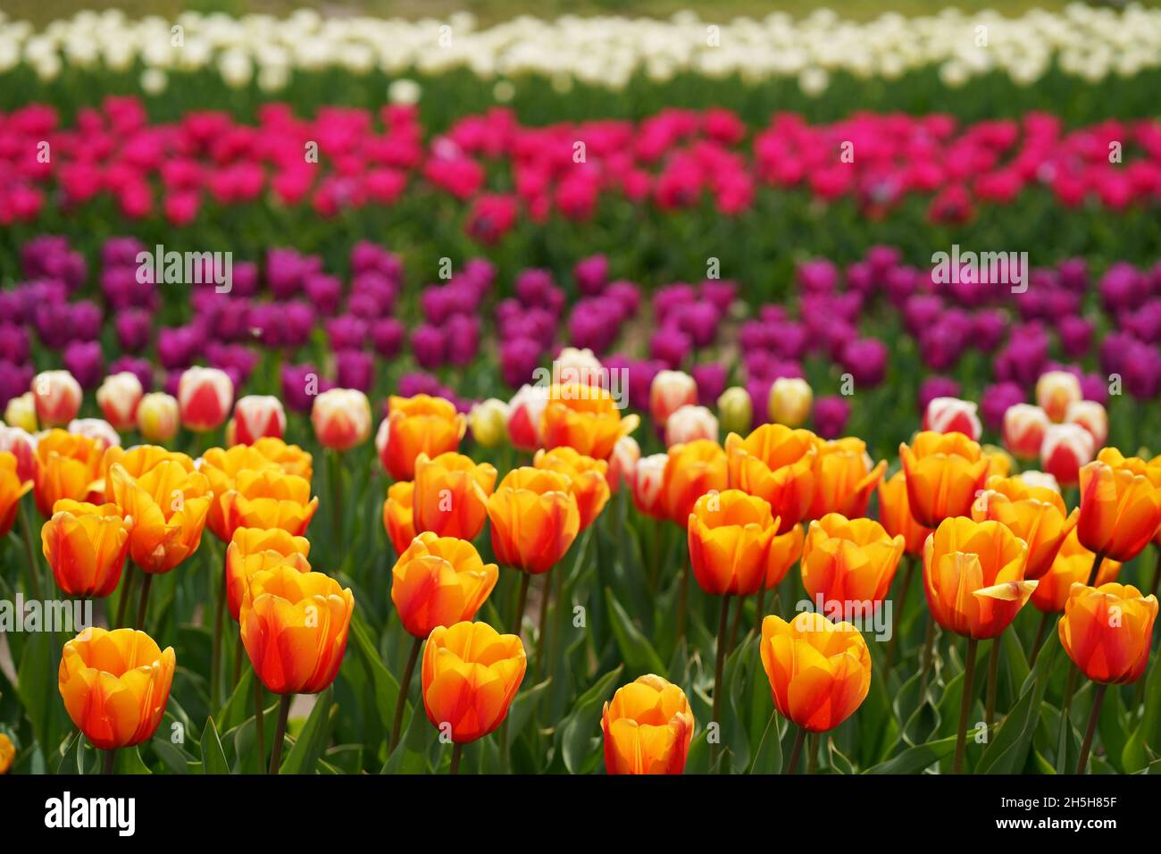 Landscape with tulip field. Tulip field in spring. Mix color tulip ...