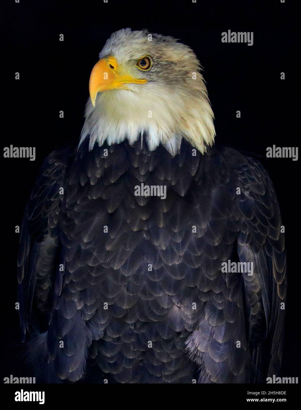 Bald eagle portrait isolated on a black background, Canada Stock Photo ...