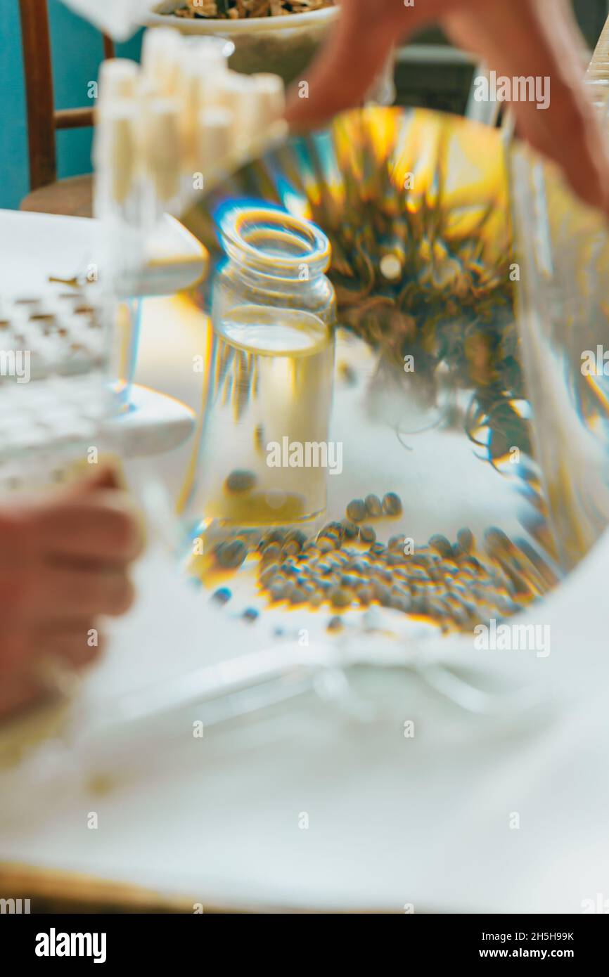 Hemp sativa oil in science laboratory Stock Photo - Alamy