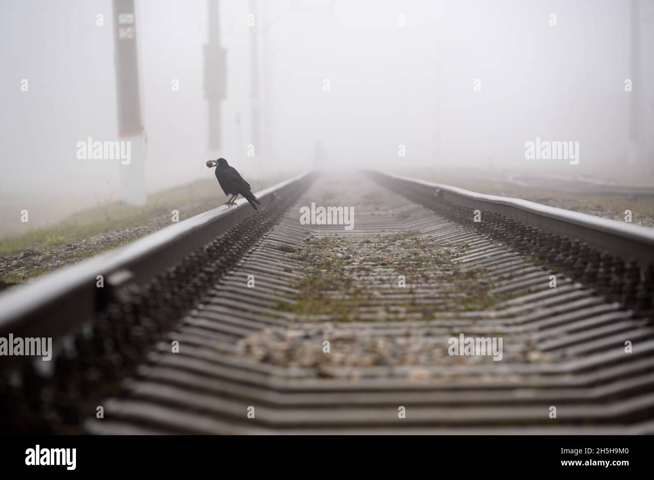 black bird raven crow sitting on railroad in haze holding nut in beak ...