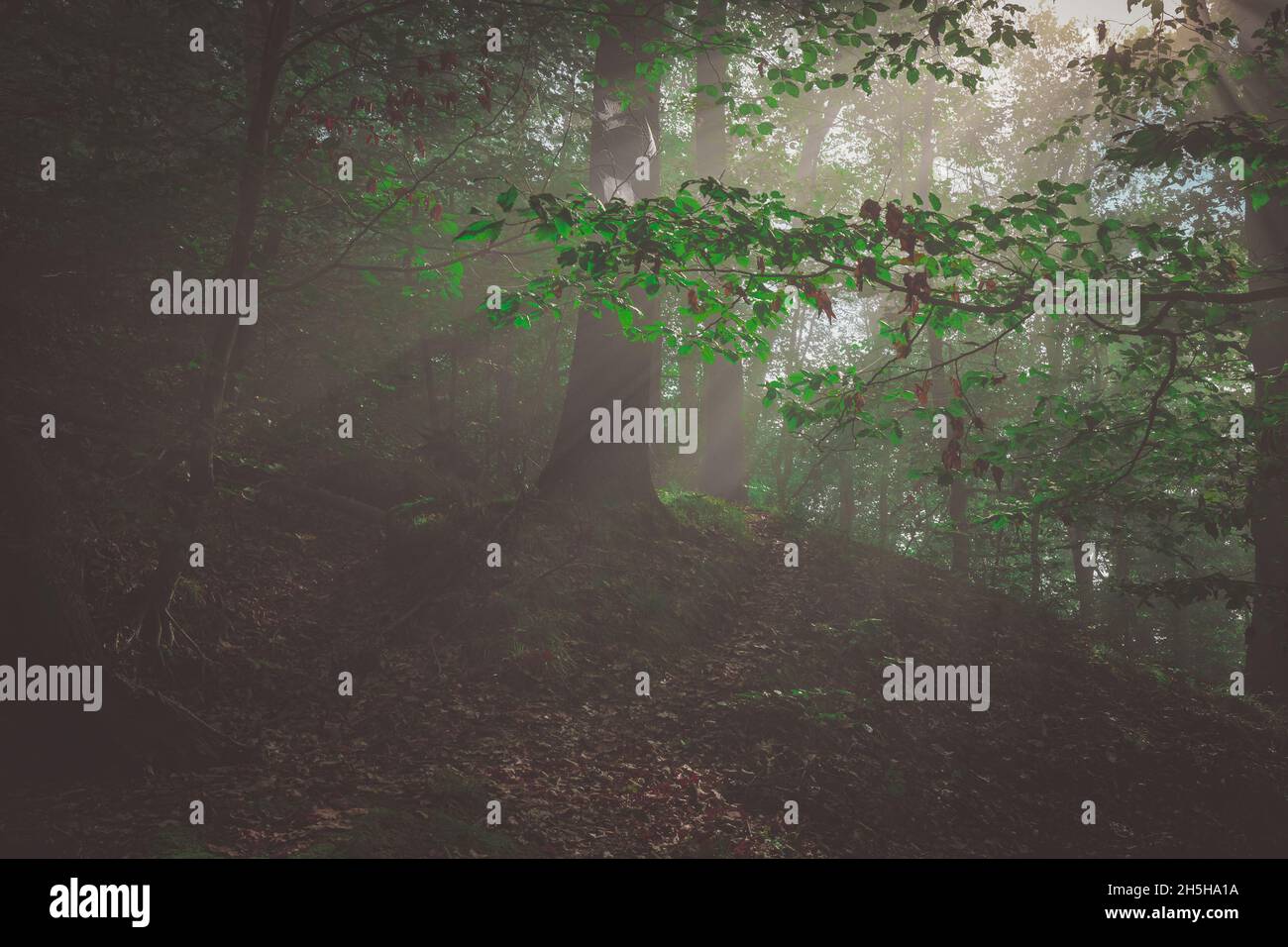 Amazing fairytale forest with light falling through fog and leaves to ...