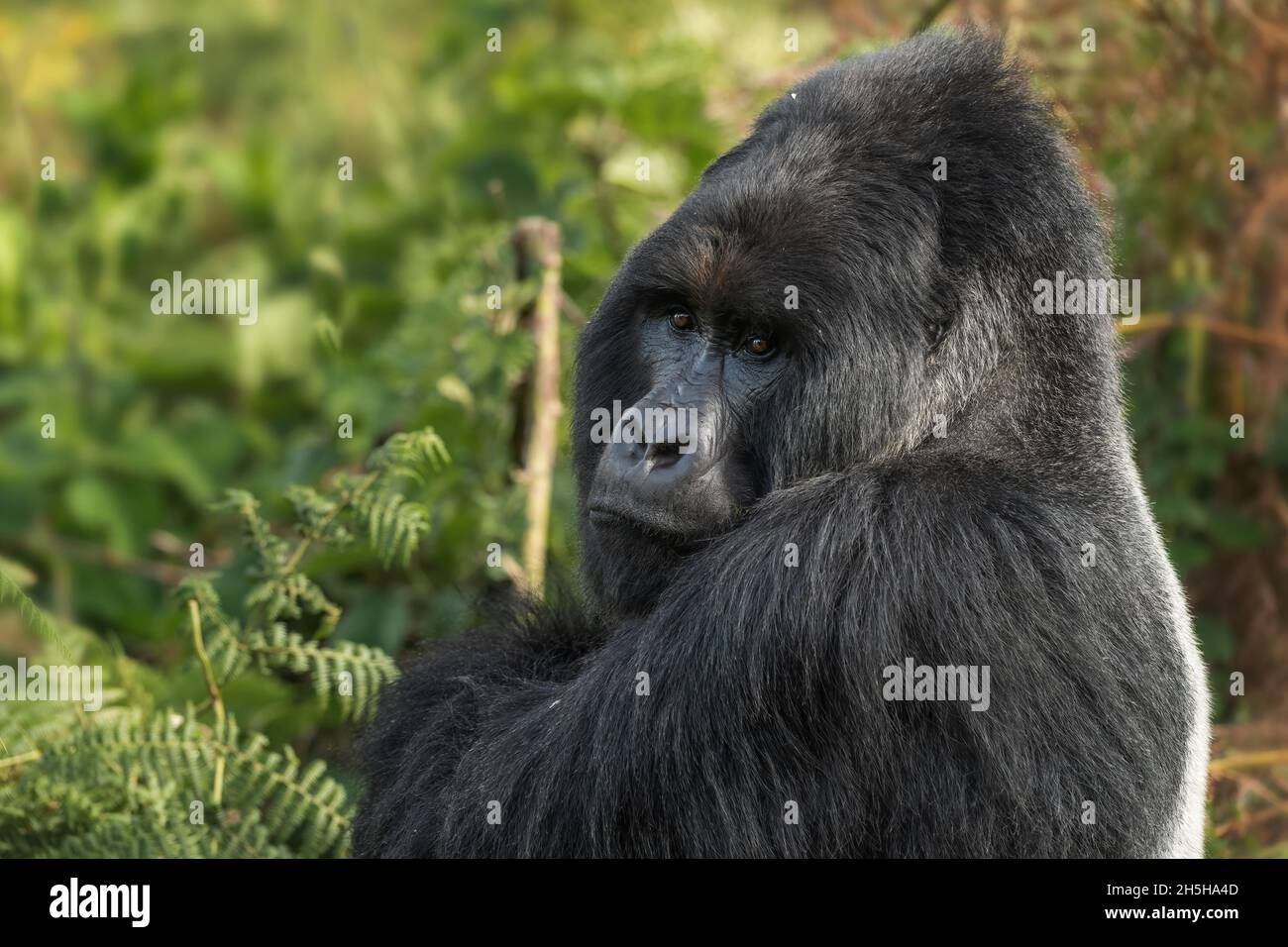 Mountain gorilla - Gorilla beringei, endangered popular large ape from ...