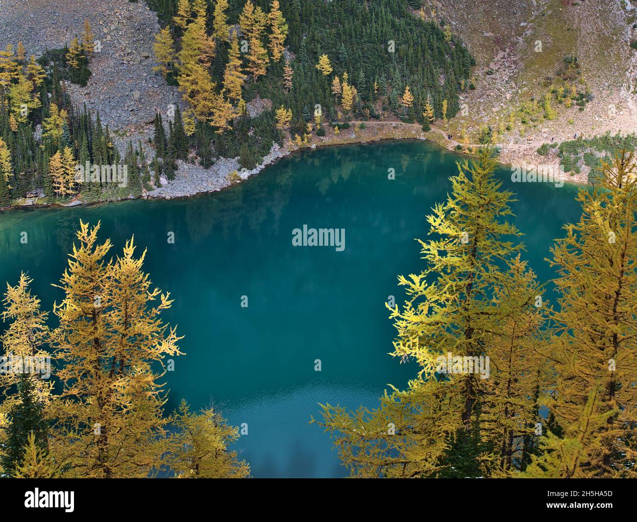 Aerial view of Lake Agnes in autumn with yellow larch trees and green ...