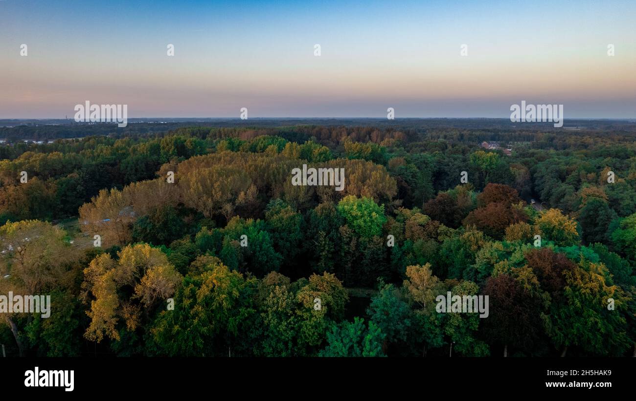 Aerial bird view over beautiful temperate coniferous forest over top of ...