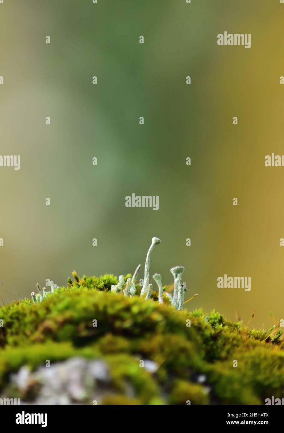 Cladonia is a genus of moss-like lichens in the family Cladoniaceae ...