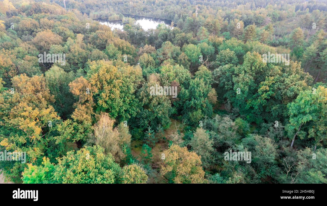 Aerial bird view over beautiful temperate coniferous forest over top of ...