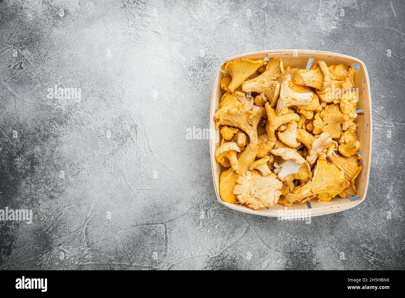 Cantharellus cibarius, commonly known as the chanterelle set, in wooden ...