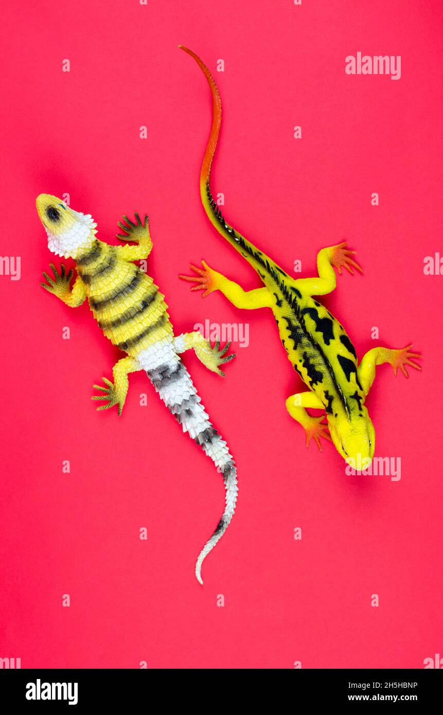 Two yellow lizards on a red background. Wild predatory animals Stock ...