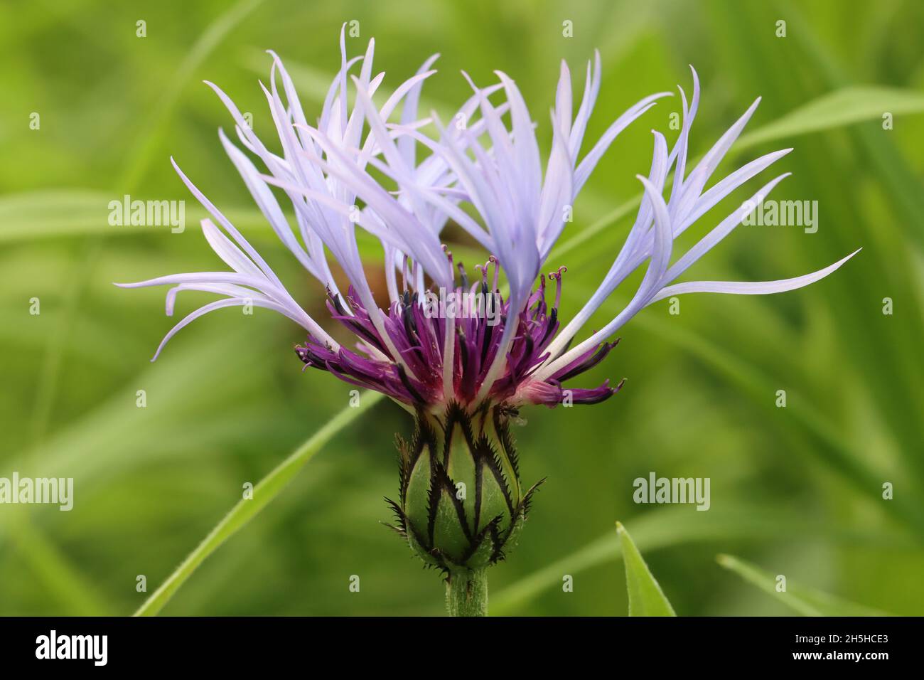 close-up of a delicate purple centaurea flower, side view Stock Photo ...