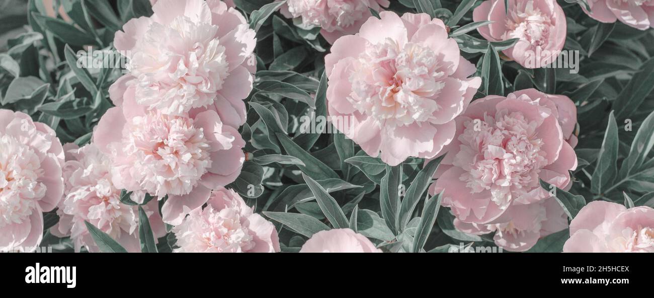 Lovely bouquet of pink peonies, banner. Greeting card made of flowers ...