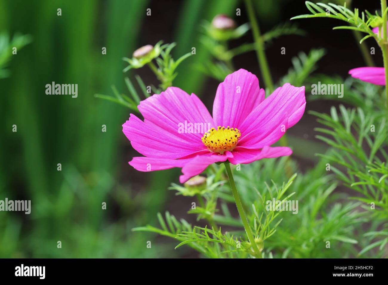 close-up of a pretty cosmos bipinnatus flower against a blurry natural ...