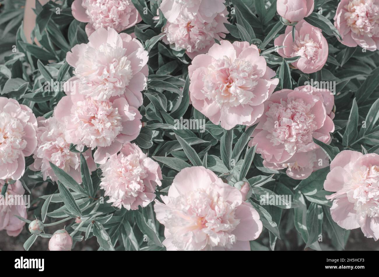 A lovely bouquet of pink peonies. Greeting card made of flowers. pink ...