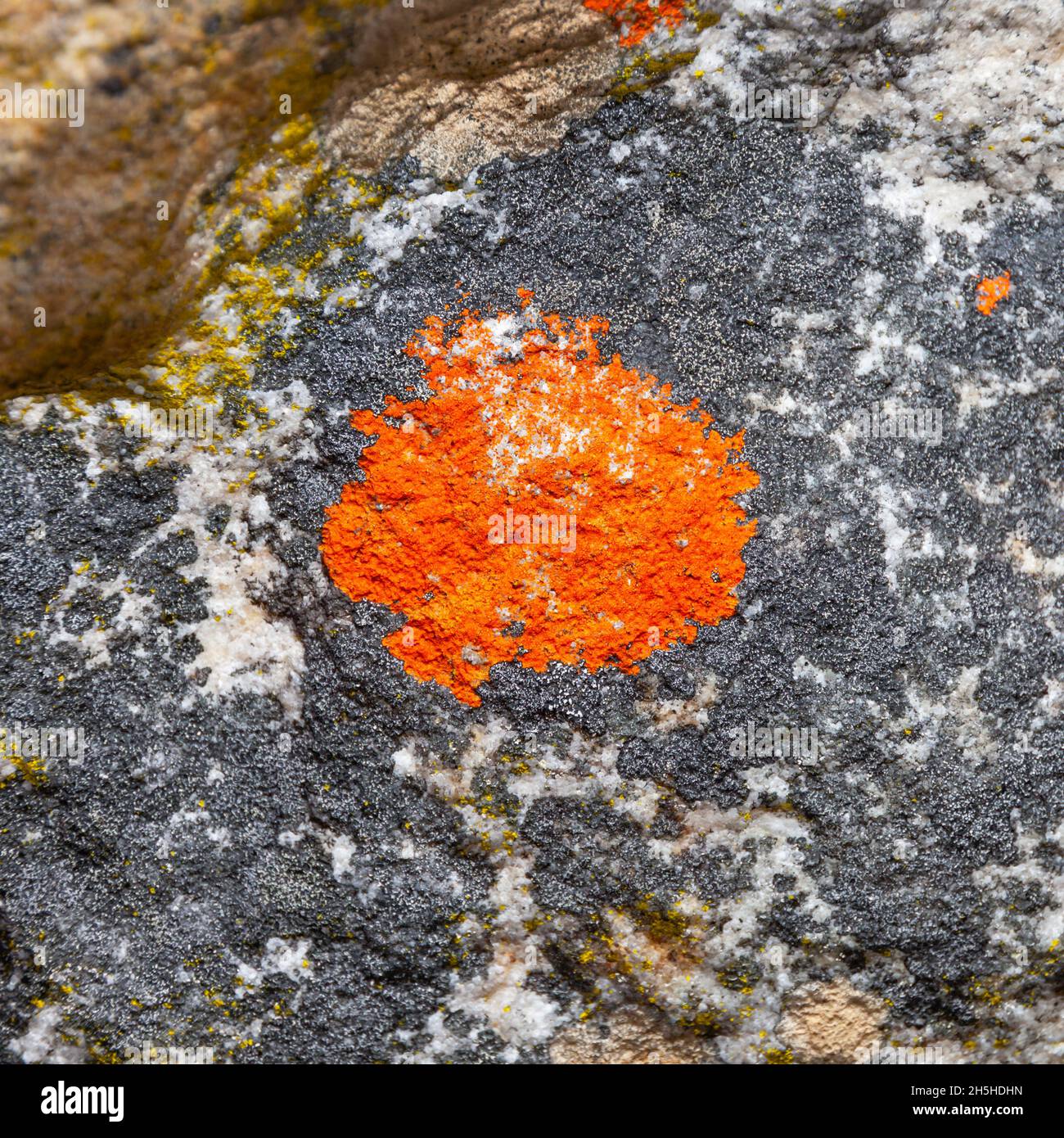 An abstract lichen pattern on a rock in Table Mountain National Park ...