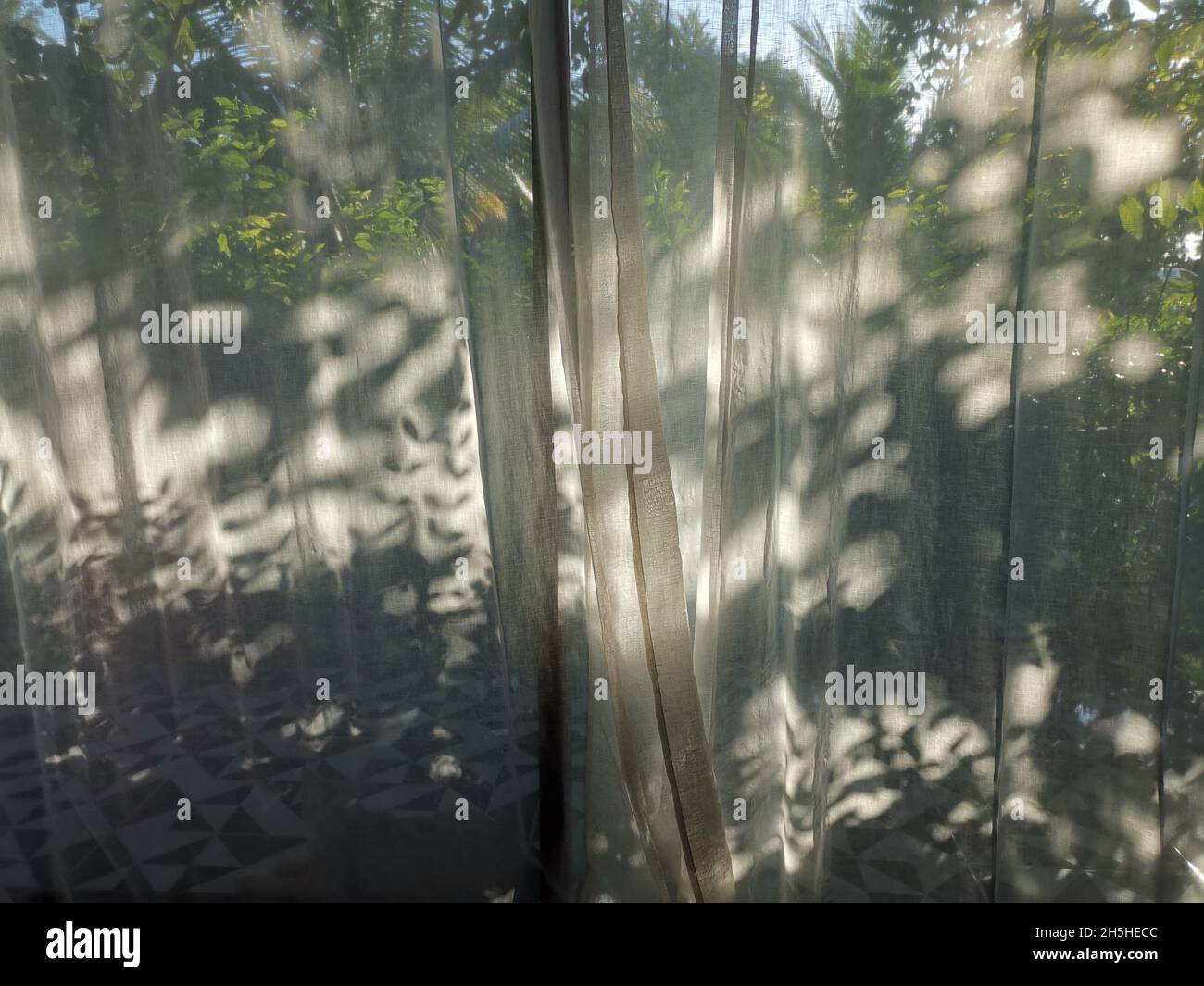 sunlight light and leaves shadow on transparent white curtain Stock ...