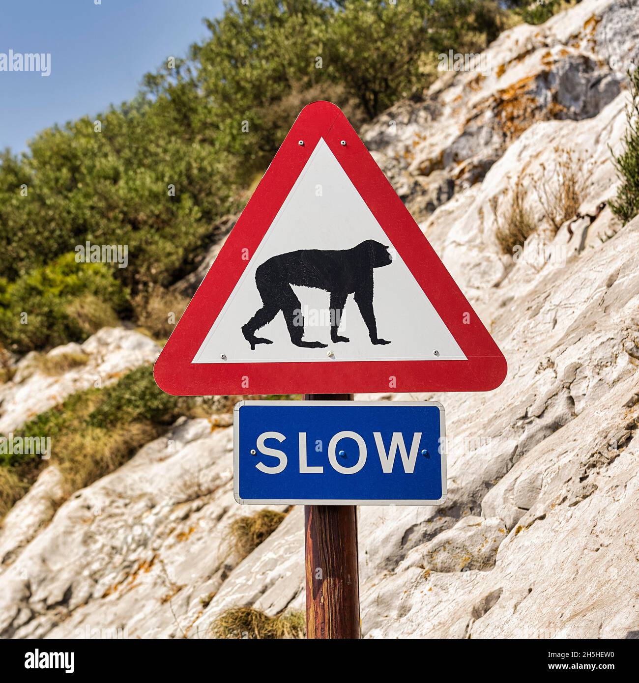 Traffic sign warns of Barbary Apes on the road, drive slowly, Rock of ...