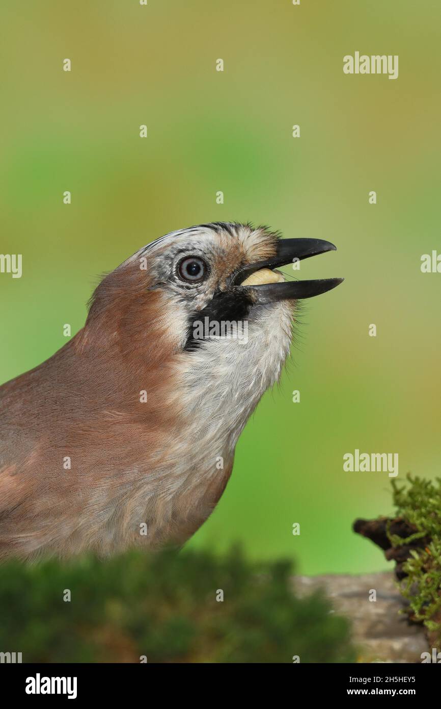 Jay eating a peanut hi-res stock photography and images - Alamy