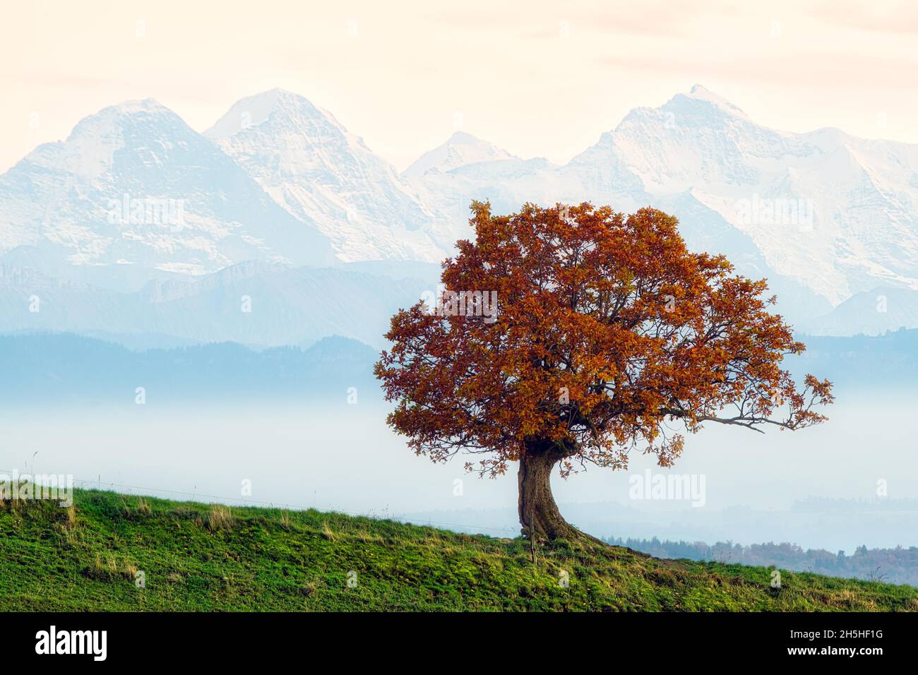 Autumn-coloured oak (Quercus) in the fog, behind Bernese Alps ...