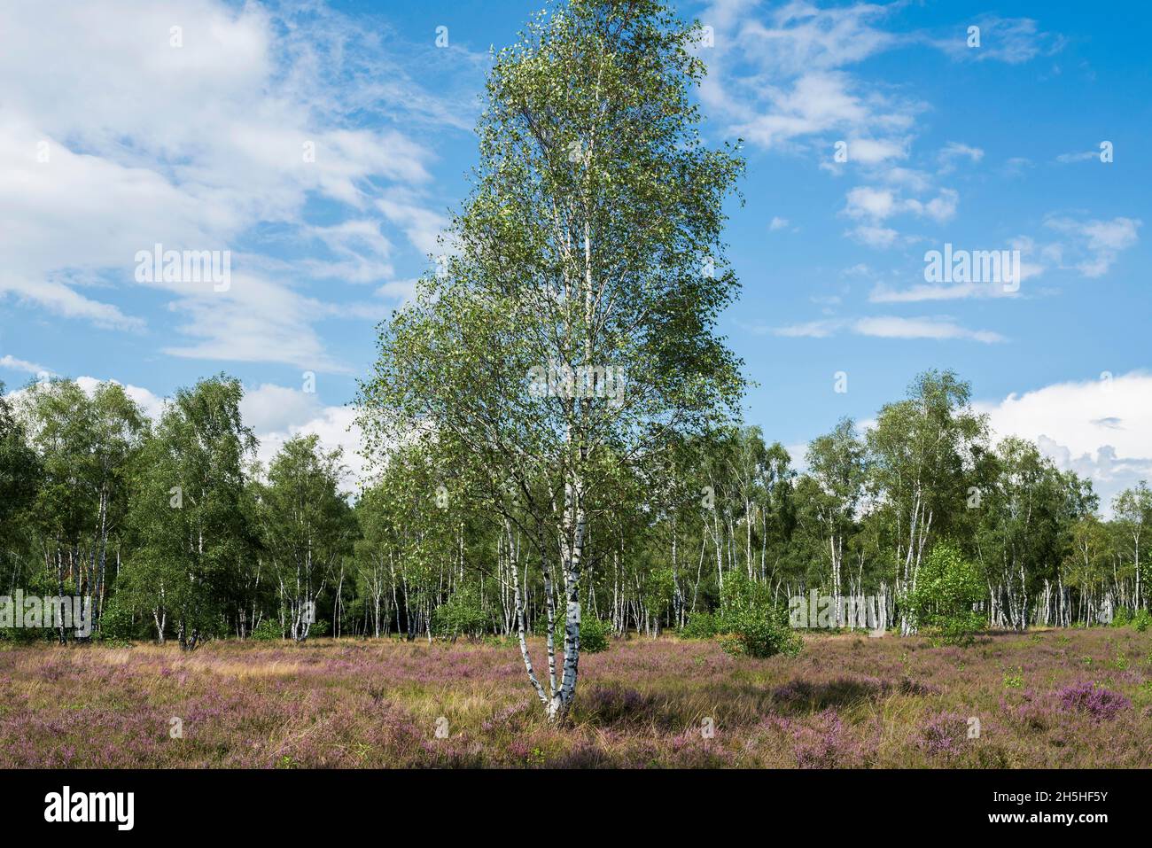 Flowering heath and birch trees, Osterheide, Schneverdingen, Lueneburg ...