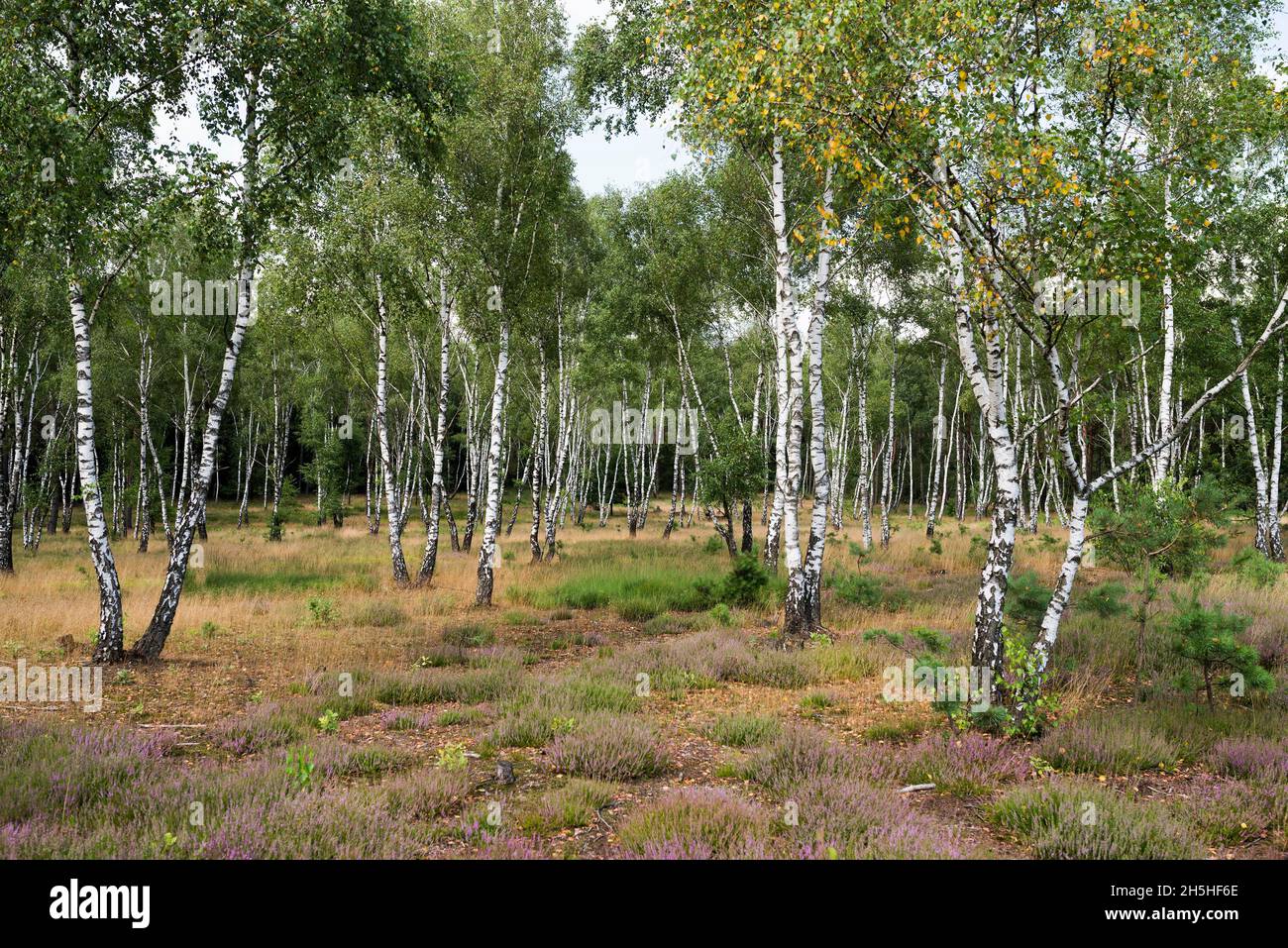 Flowering heath and birch trees, Osterheide, Schneverdingen, Lueneburg ...