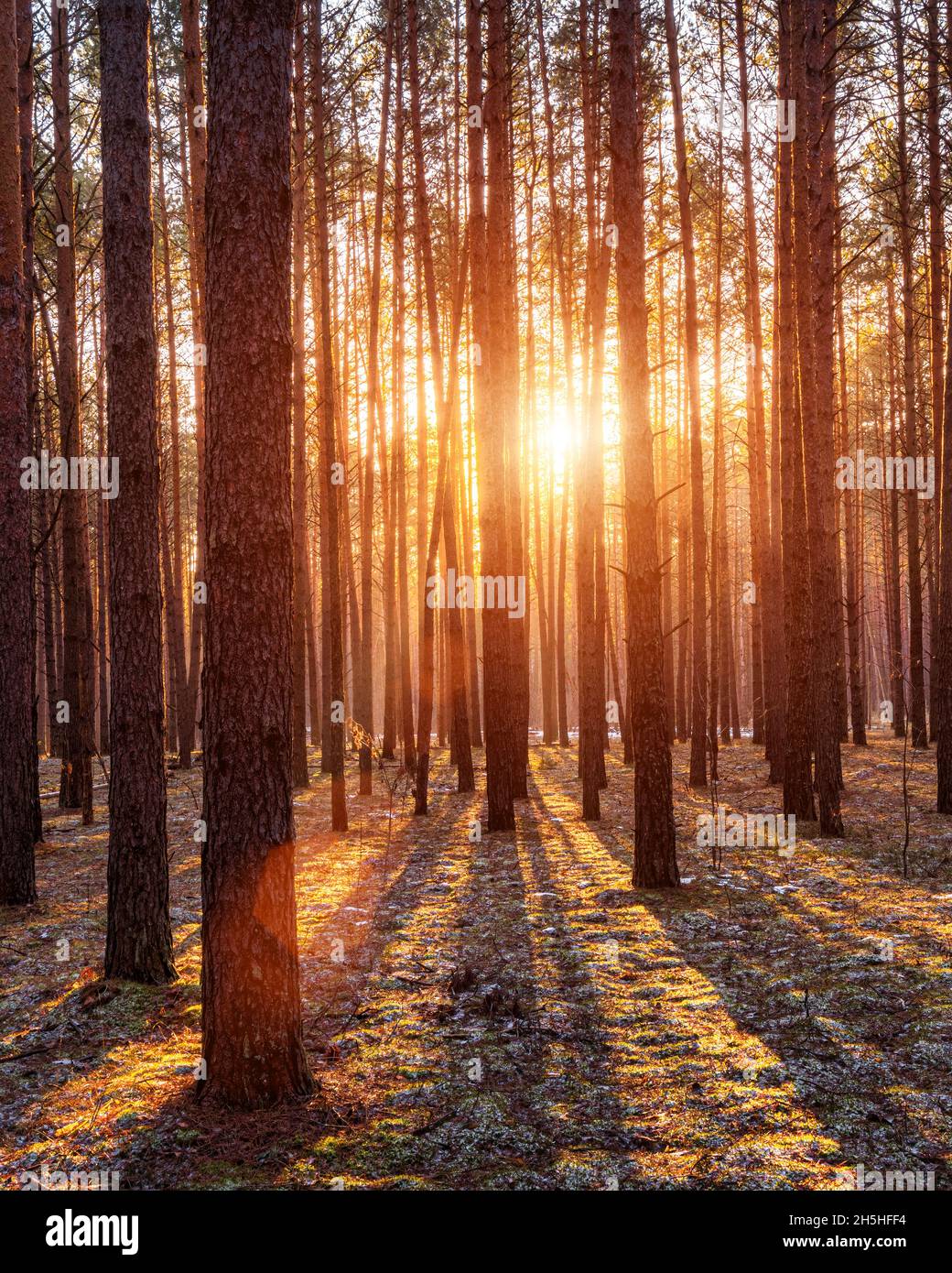 Sunbeams illuminating the trunks of pine trees at sunset or sunrise in ...