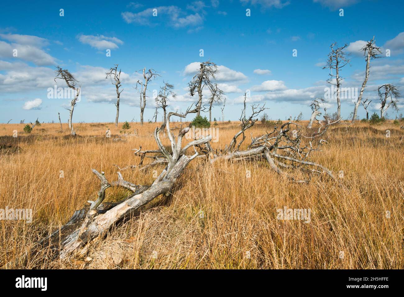 Dead scots pine (Pinus sylvestris) in the moor, High Fens, Belgium ...