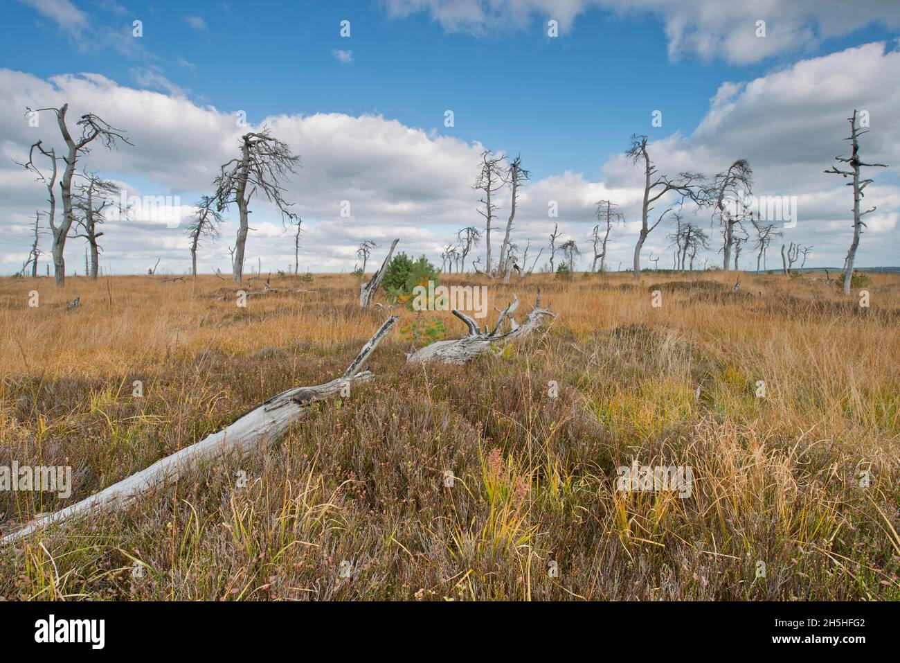 Dead scots pine dead tree hi-res stock photography and images - Alamy