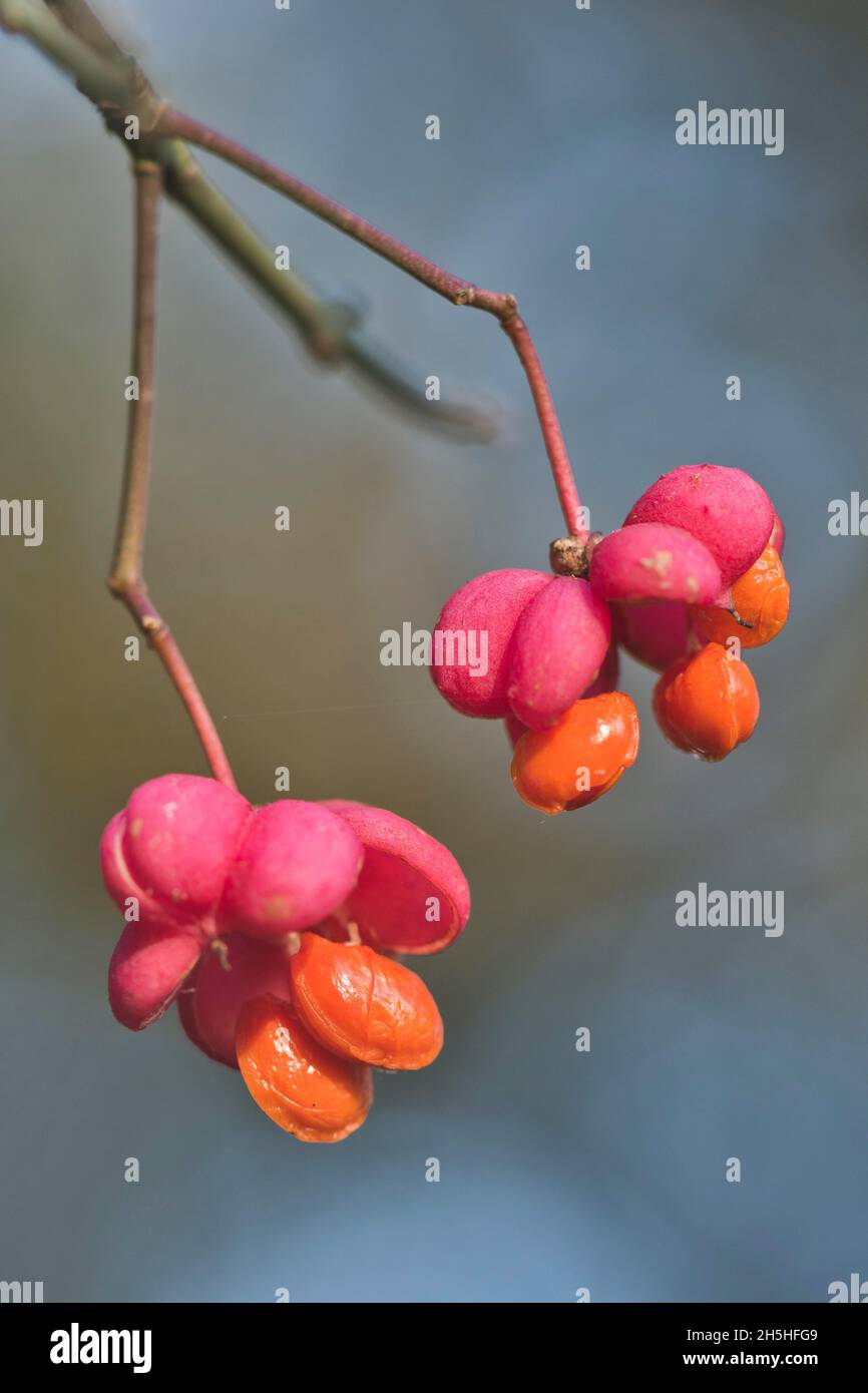 European spindle (Euonymus europaeus), European spindle bush, fruits ...