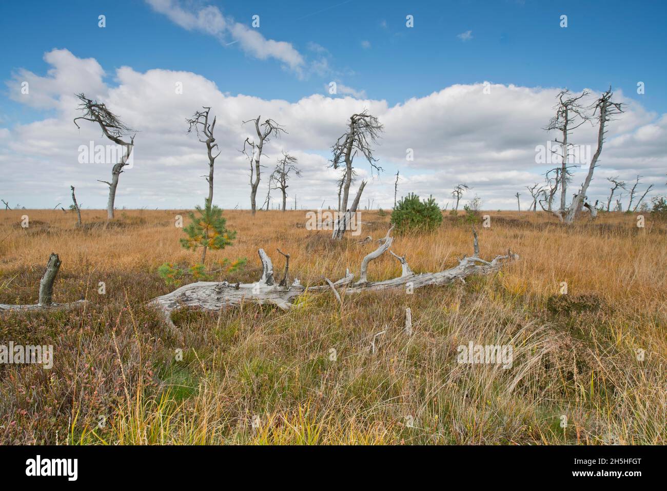 Dead scots pine dead tree hi-res stock photography and images - Alamy