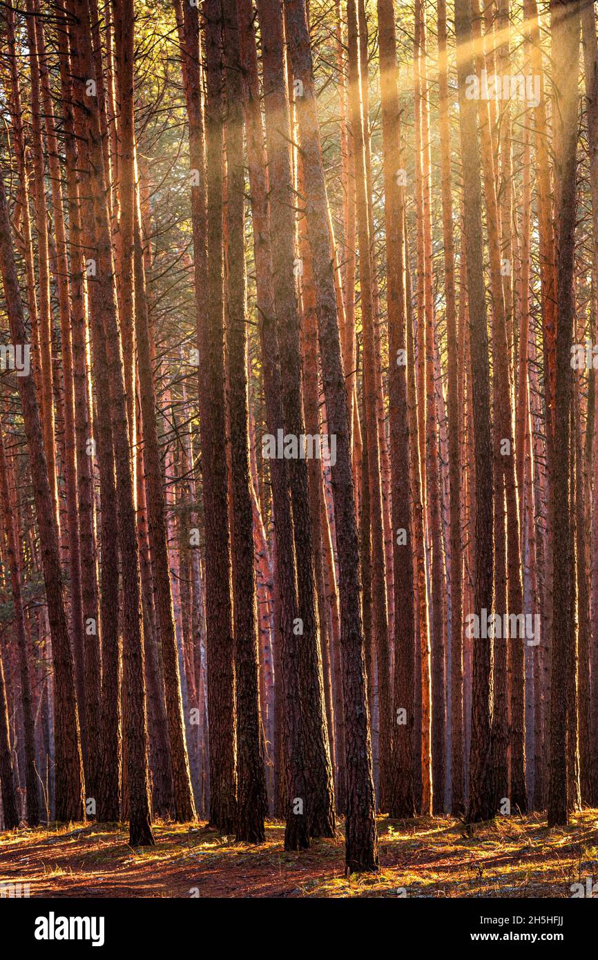 Sunbeams illuminating the trunks of pine trees at sunset or sunrise in ...
