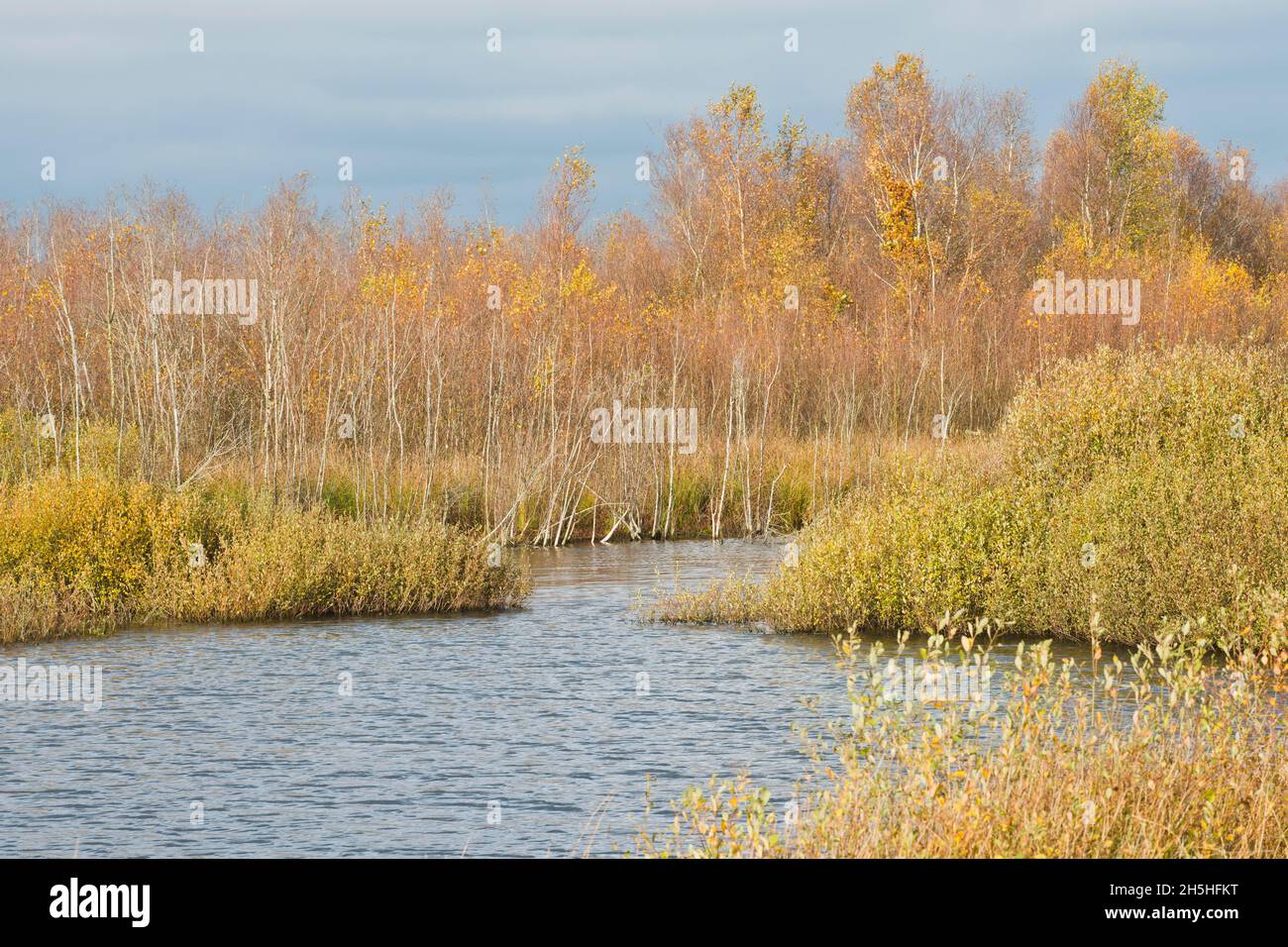 Autumn moorland, Bargerveen, province of Drenthe, Netherlands Stock ...