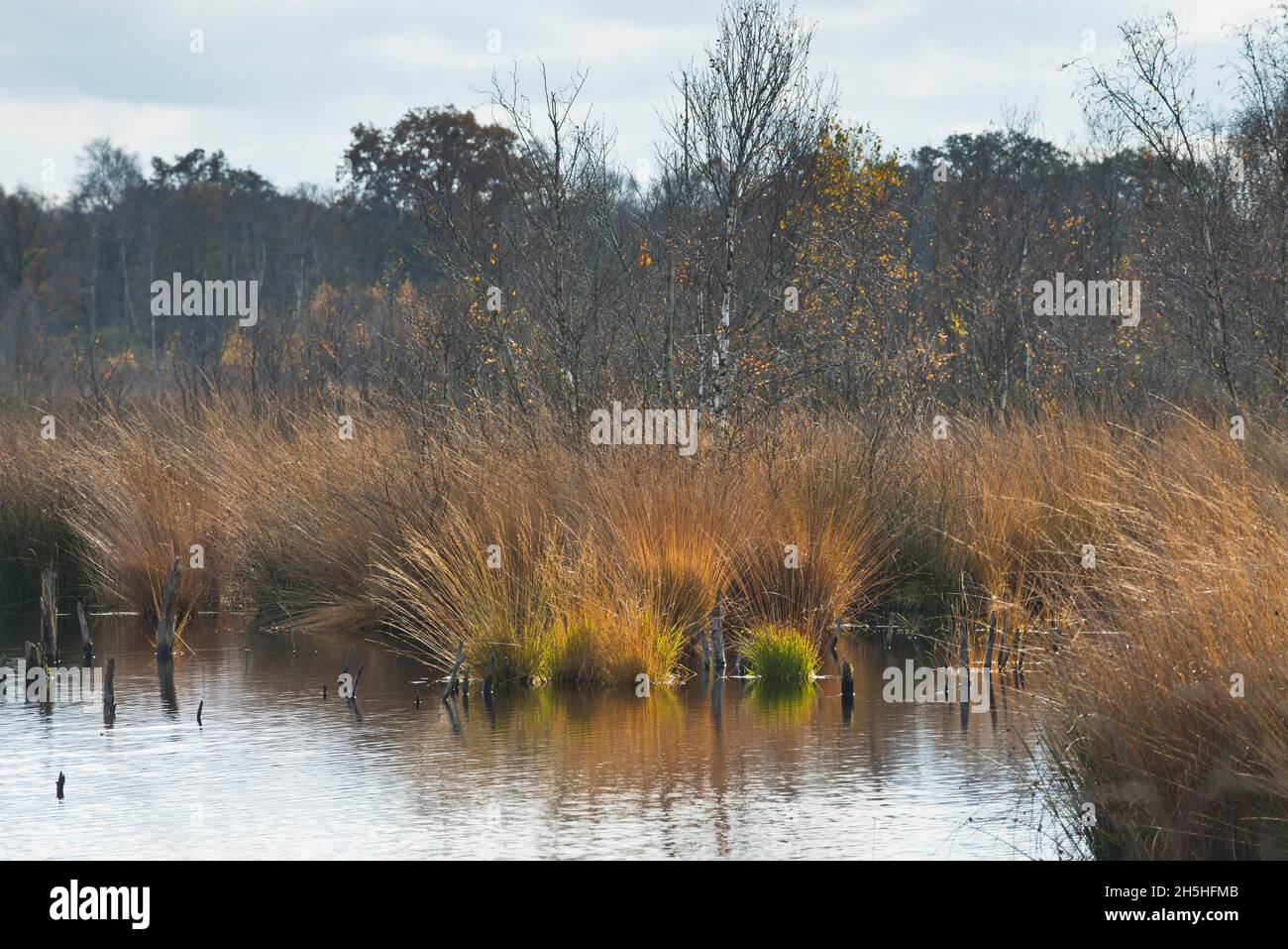 Autumn moorland, Bargerveen, province of Drenthe, Netherlands Stock ...