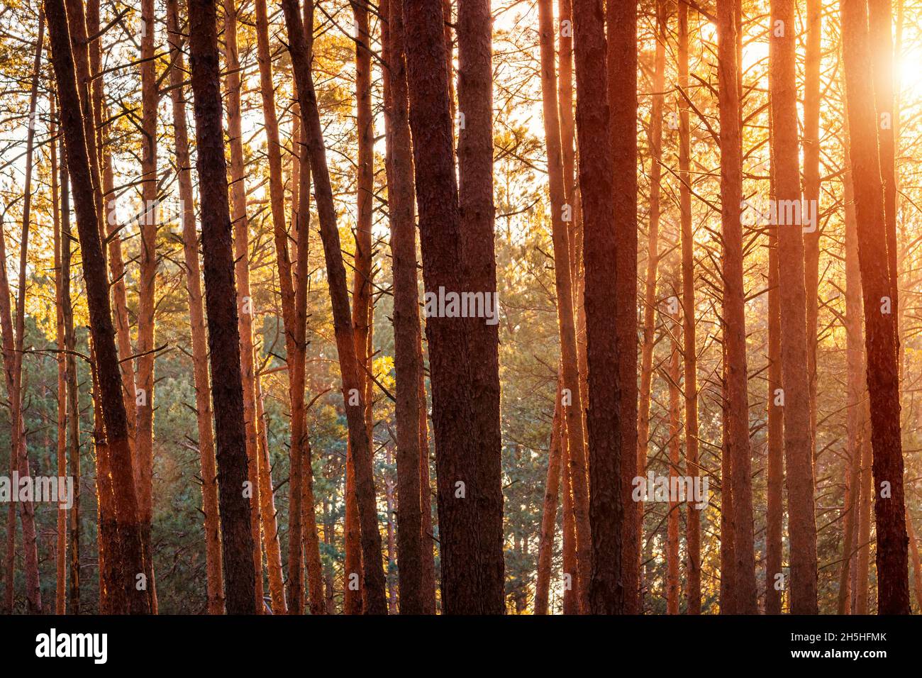 Sunbeams illuminating the trunks of pine trees at sunset or sunrise in ...