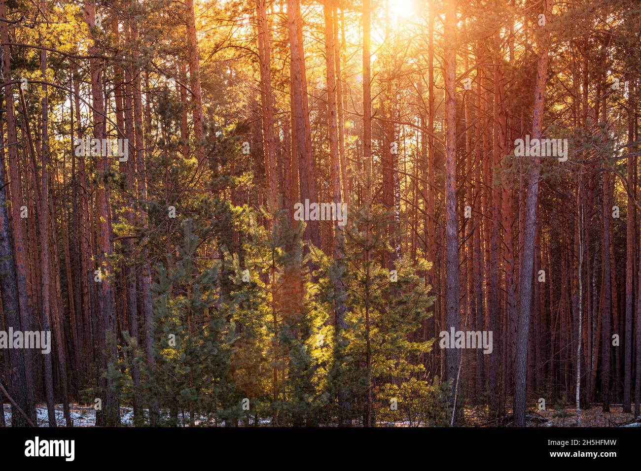 Sunbeams illuminating the trunks of pine trees at sunset or sunrise in ...