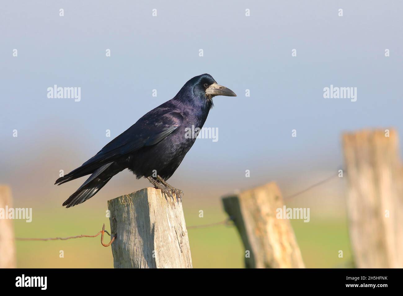 Rook (Corvus frugilegus) on perch, pasture fence, Bislicher Insel ...