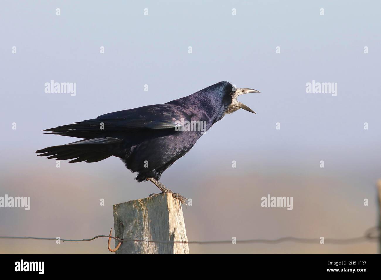 Rook (Corvus frugilegus) calling on perch, pasture fence, Bislicher ...