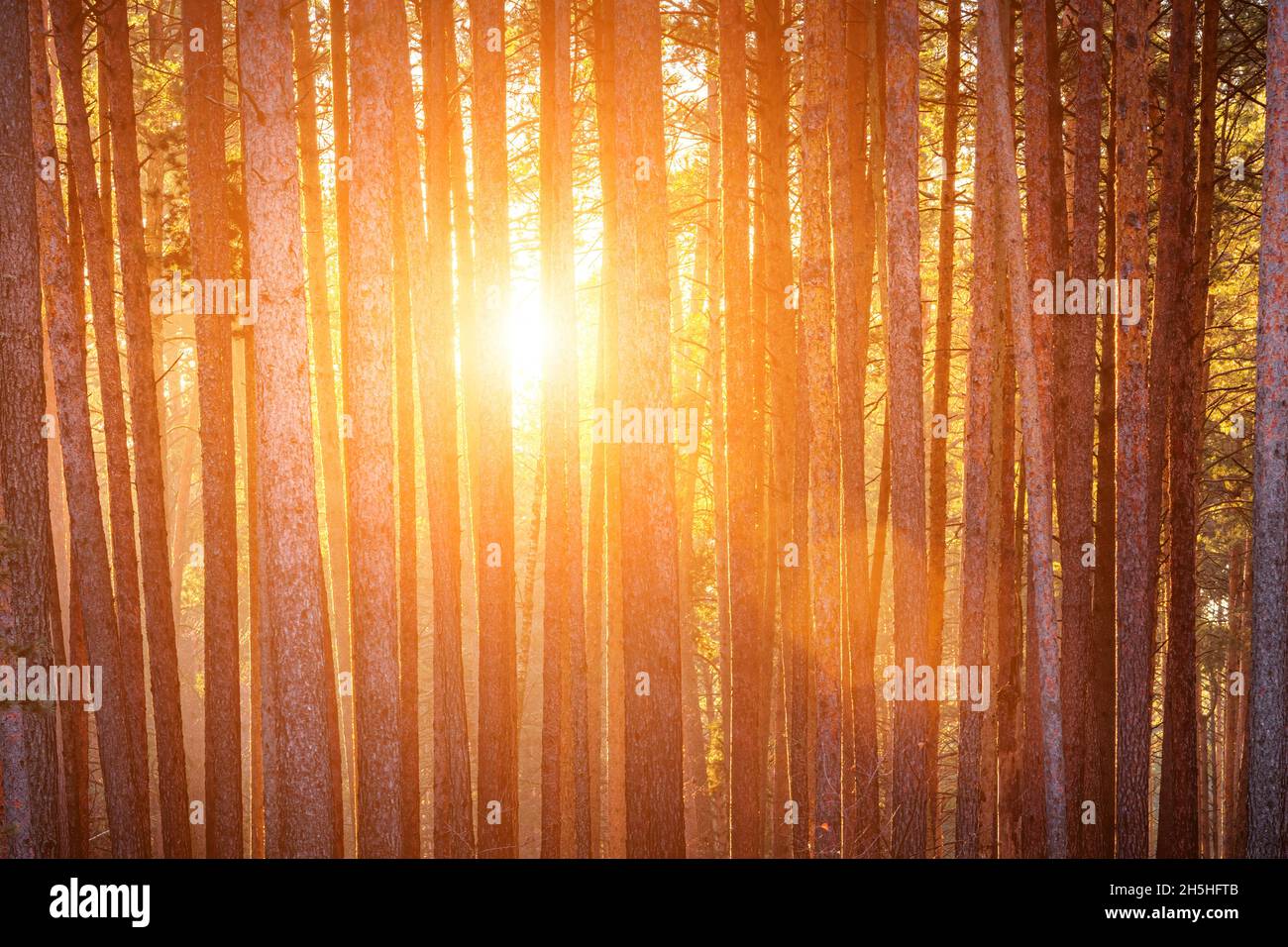 Sunbeams illuminating the trunks of pine trees at sunset or sunrise in ...