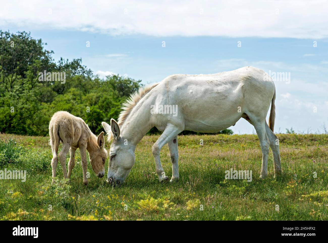 Mare with foal of the Austro-Hungarian white donkey, Ferto Cultural ...
