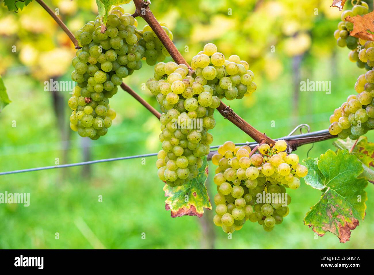 Pinot blanc grapes variety hi-res stock photography and images - Alamy