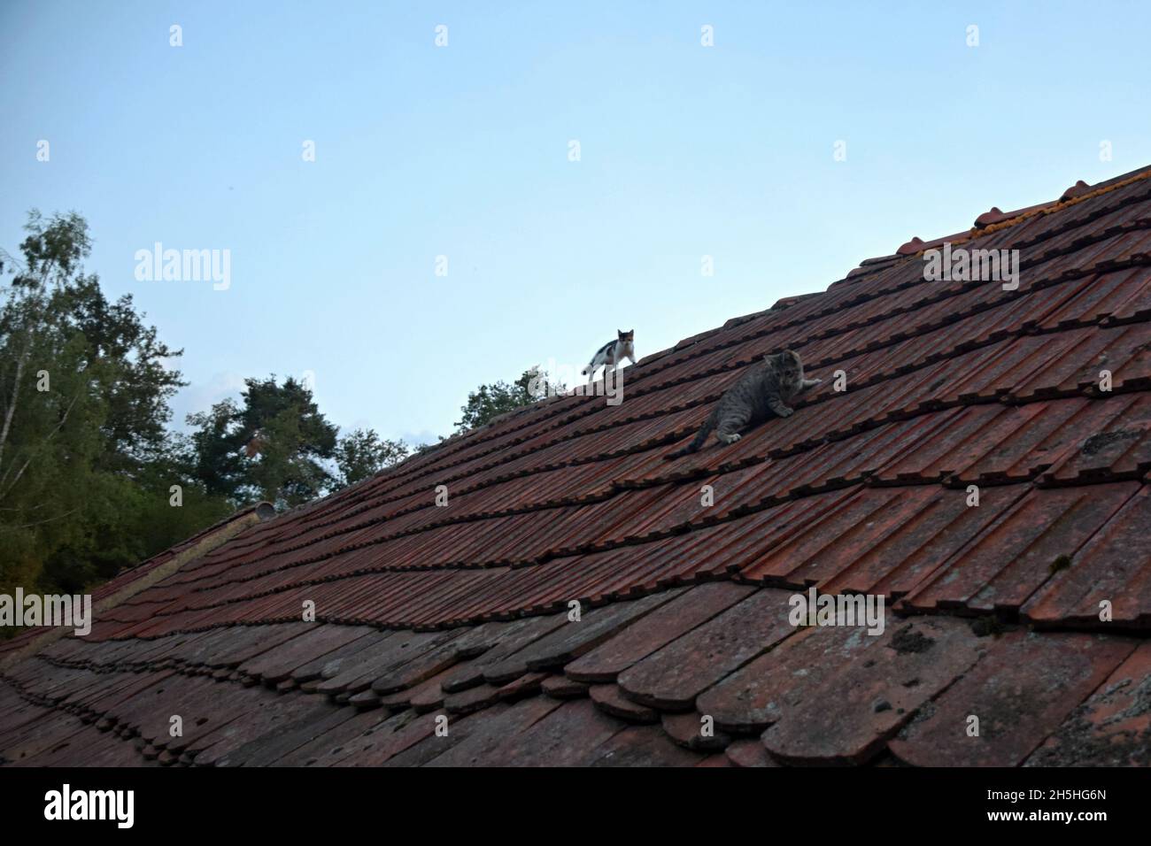 Two kittens climb a roof together Stock Photo - Alamy