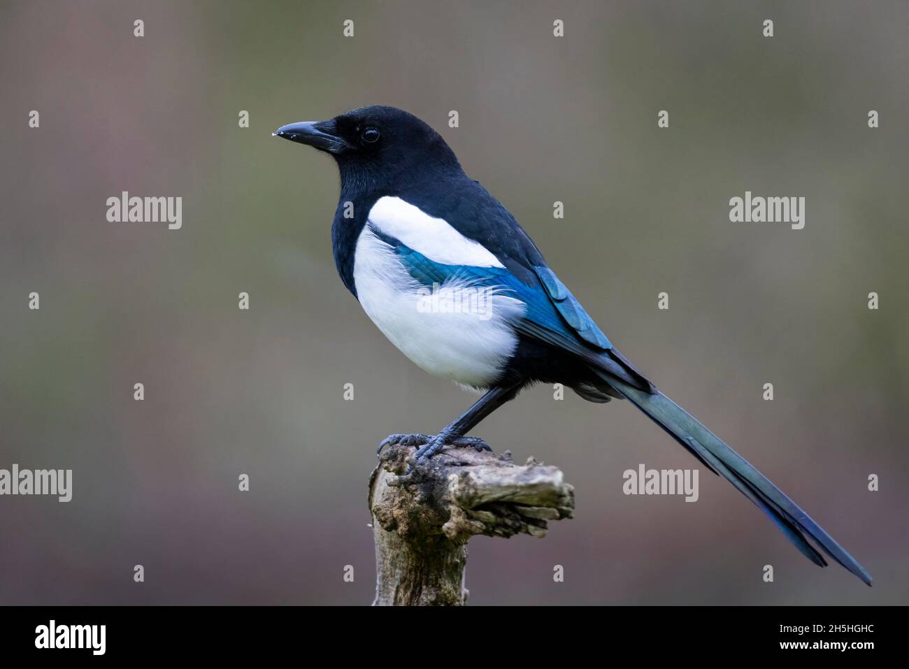 European magpie (Pica pica), Germany Stock Photo - Alamy