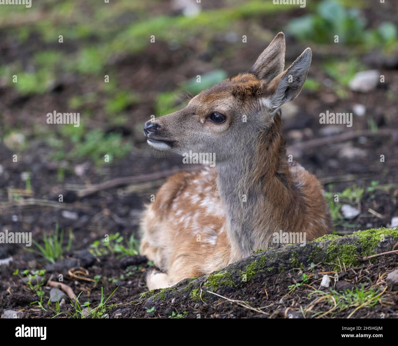 Calf germany hi-res stock photography and images - Alamy