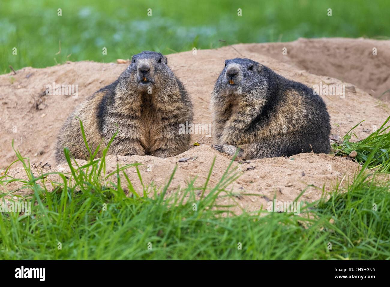 Marmots (Marmota), Germany Stock Photo - Alamy