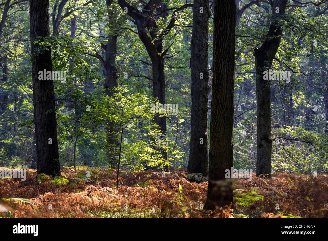 Eichenwald hi-res stock photography and images - Alamy