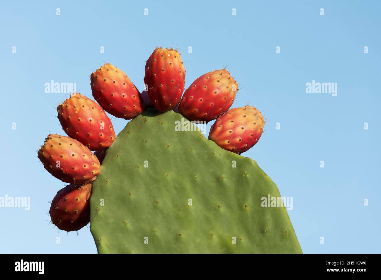 Cactus pear (Opuntia ficus-indica) with orange fruits, against a blue ...