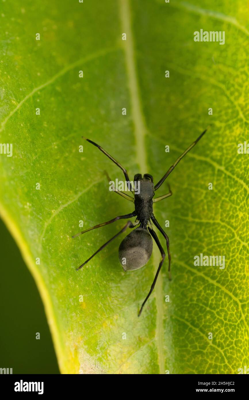 Ant mimic jumping spider, Toxeus mangus, Satara, Maharashtra, India ...