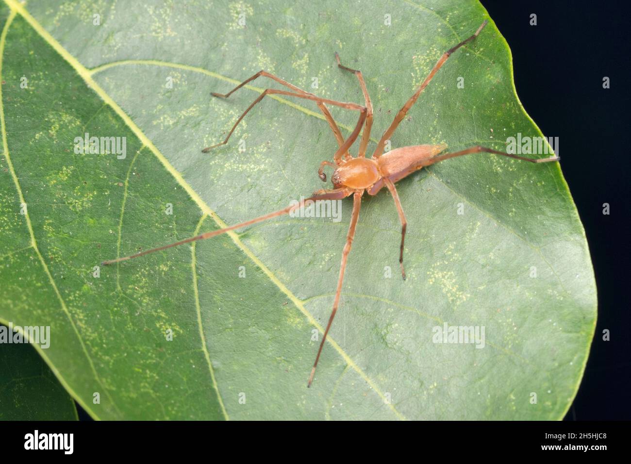 Long legged tree spider hi-res stock photography and images - Alamy